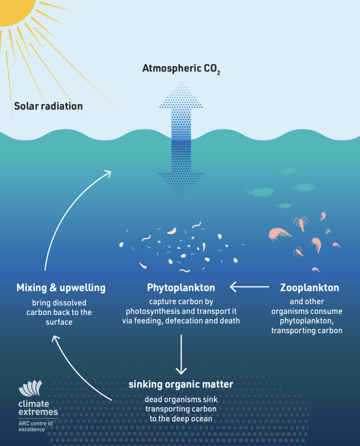 The ARC Centre of Excellence for Climate Extremes | What is ocean ...